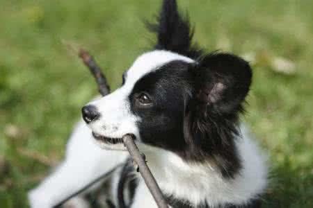 蝴蝶犬的智商像五六歲孩子 每日頭條