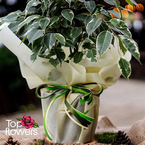 Large Ficus Benjamin Top Flowers Express Flower Delivery