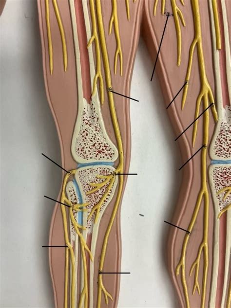 Nervous System 11 Diagram Quizlet