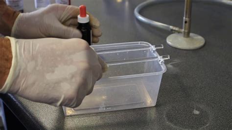 Lab Staining Techniques At Christina Button Blog