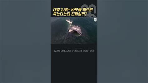 대왕고래는 바닷물 먹으면 죽는다는데 진짜일까 Shorts Youtube