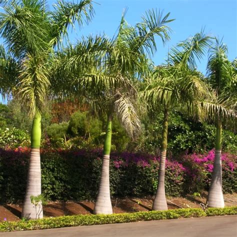 Royal Bottle Palm Roystonea Regia Online Nursery Nisarga