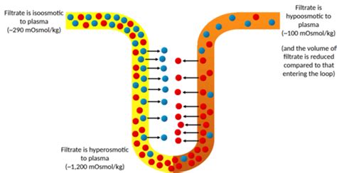 Fundamentals Of Physiology Adh And The Control Of Osmolality Flashcards Quizlet