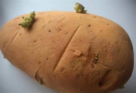 Como Plantar Batatas Em Casa Artofit