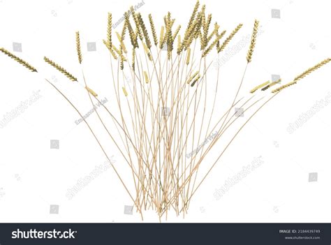 Front View Plant Wheat 1 Tree Stock Vector Royalty Free 2184439749 Shutterstock