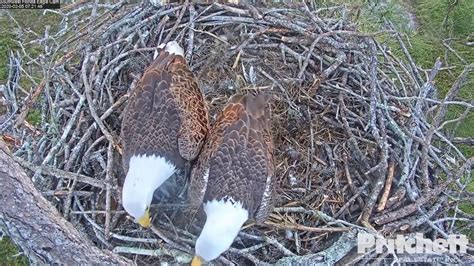 02 05 20 Swfl Eagles Morning Nest Work Youtube