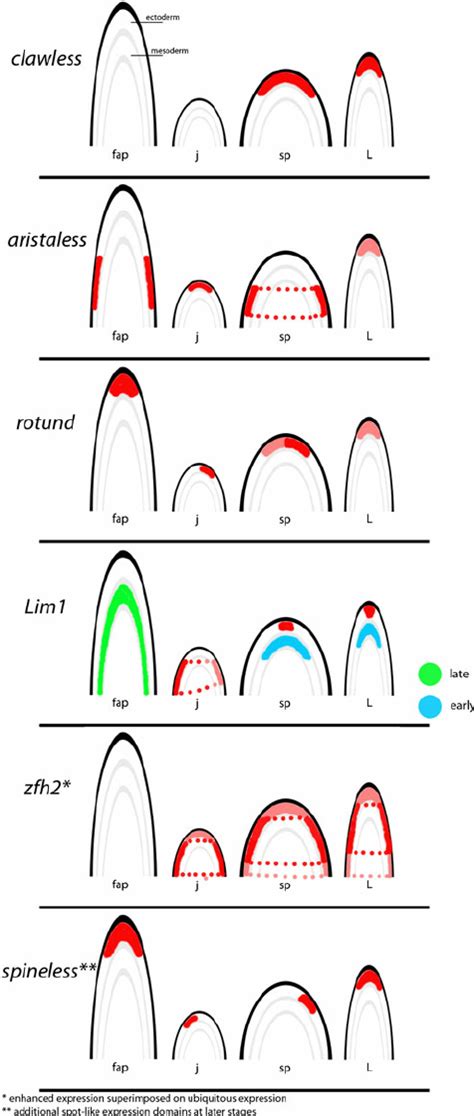 Schematic Summary Of Expression Patterns In The Limbs Expression In