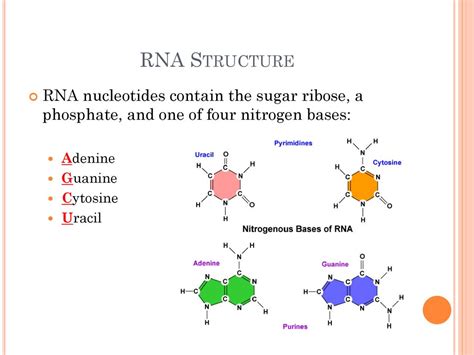 Chapter 12 Section 1 Dna The Genetic Material Ppt Download