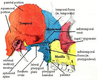 Lateral Pterygoid Plate Of Sphenoid Bone Superior Head Of Lateral