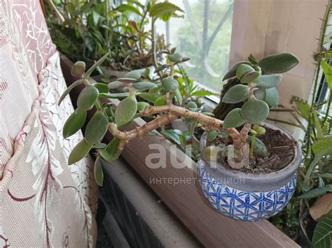 Денежное дерево с красивым горшочком все что на фото растение комнатное — купить в Красноярске