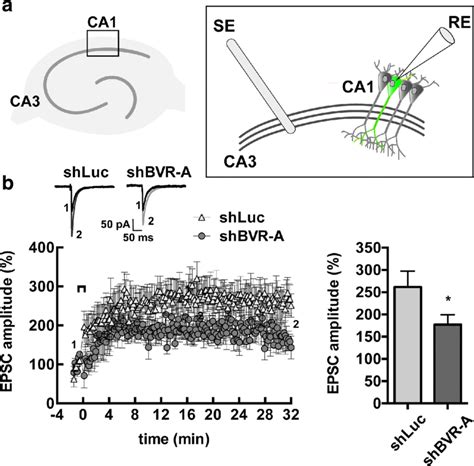 Hippocampal Ltp Was Inhibited In Organotypic Brain Slices In Which