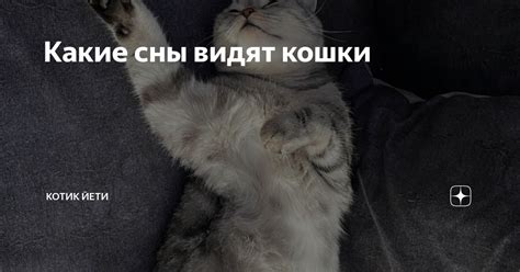 Какие сны видят кошки Котик Йети Дзен