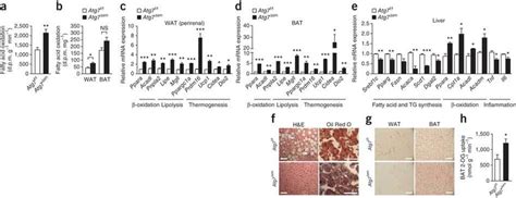 Increased β Oxidation Lipolysis And Browning Of Wat In Hfd Fed Atg7Δsm