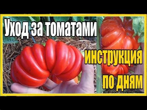 Как ухаживать за помидорами в открытом грунте: фото, видео