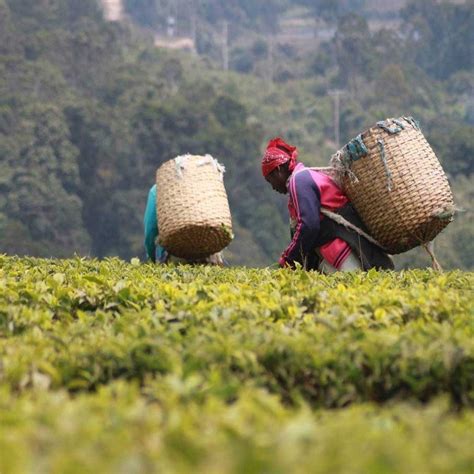 Bushells Extra Strong Leaf Tea 250g The Australian Products