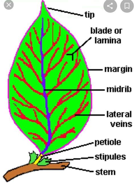 External Structure Of A Leaf Diagram 3 Dorsiventral Cross Se