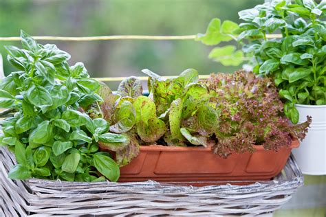 Orto Sul Balcone Cosa Seminare A Maggio