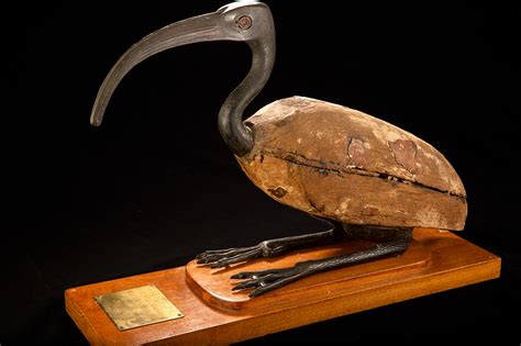 When Mummification Was For The Birds Natural History Museum Of Utah