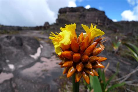 Roraima Plants Foto And Bild South America Venezuela Natur Bilder Auf Fotocommunity