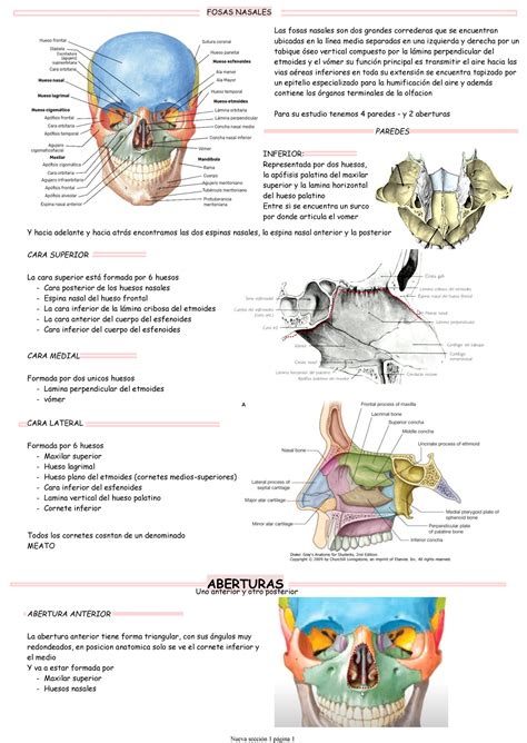 Anatomia Fosas Nasales Cornetes Y Meatos Fosas Nasales Las Fosas