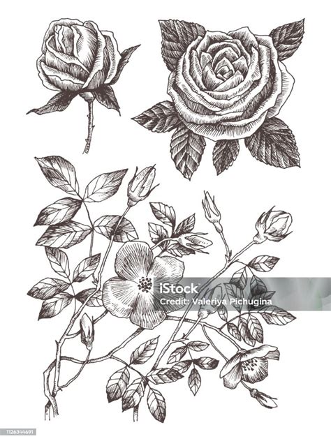 야생 장미 꽃 분기 흰색 절연 합니다 빈티지 식물 손으로 그려진된 그림 봄 정원 장미 개 장미 꽃입니다 벡터 디자인입니다 인사말 카드 청첩장 패턴에 대 한 사용할 수