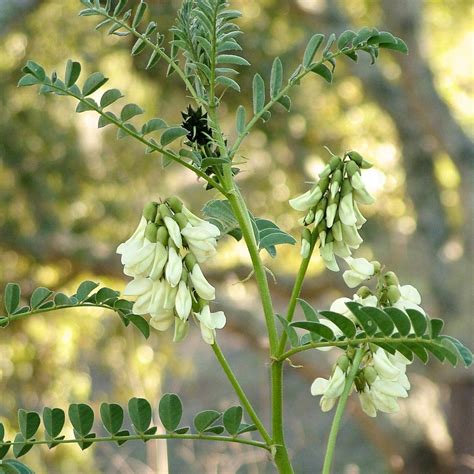 Astragalus Membranaceus Ferri Seeds