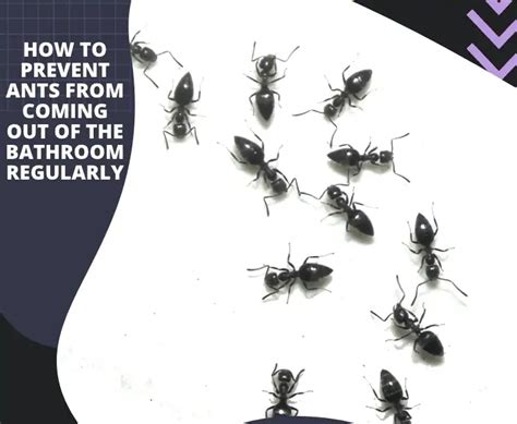 Why Are Ants Coming Out Of My Bathroom Sink Best Fix