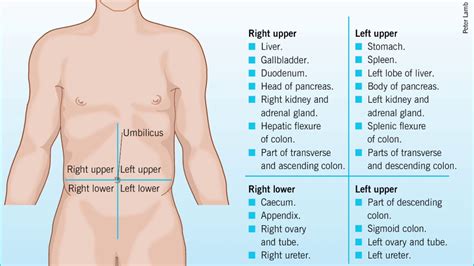 The Four Quadrants Of The Abdomen
