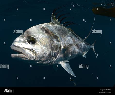 Roosterfish Swimming Underwater In Warm Waters Of Pacific Ocean Stock