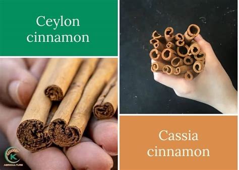 Cassia Vs Ceylon Cinnamon 5 True” Spice Factors For True Life K Agriculture