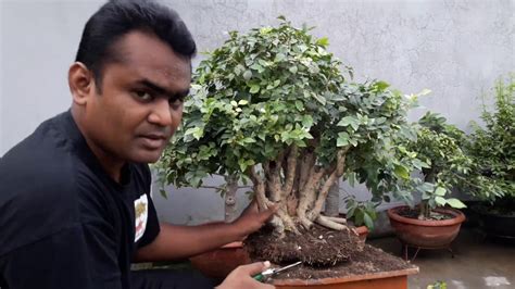 How To Repot And Pruning Bonsai Murraya Paniculata Tree Youtube