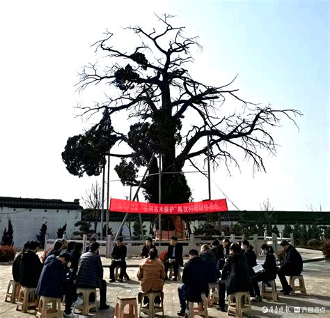 让古树焕发青春！聊城市政协古树名木保护“树下协商会”侧记调研工作培训