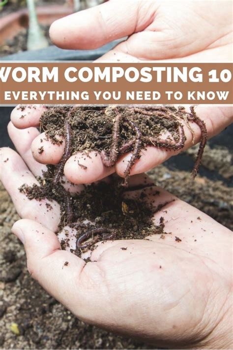 Worm Composting 101 Everything You Need To Know Worm Composting
