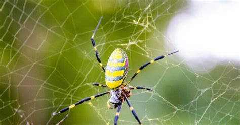 Giant Venomous Flying Spiders Coming To Us Northeast