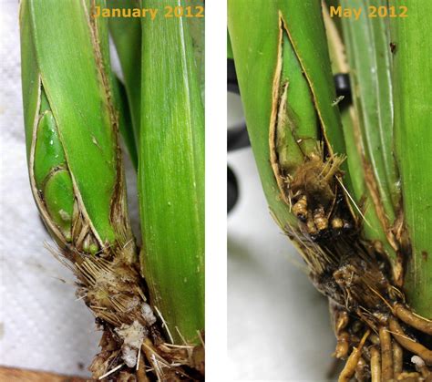 Marias Orchids Repotting My Oncidiums Into Proper Media