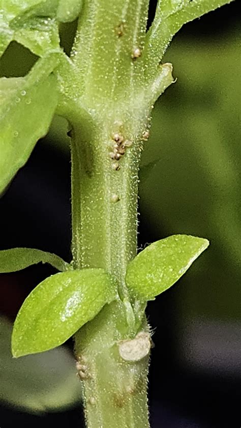 Basil Plant Nodules Rgardening