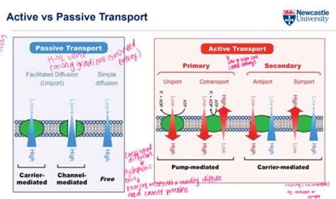 BMS Lecture 3 Ion Channel Fundamentals Flashcards Quizlet
