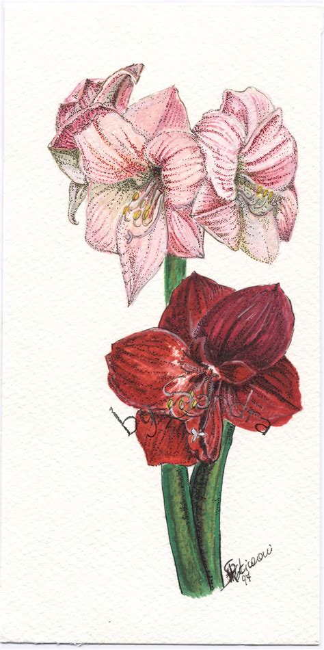 Strafanicci Due Amarilli