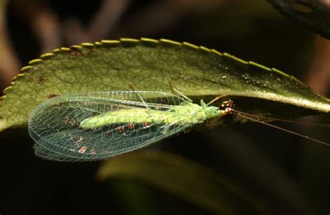 Scary Looking Bugs