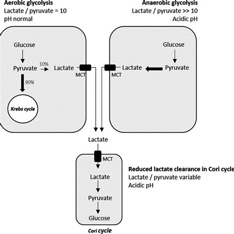 Lactate Pyruvate Ratio In Aerobic Glycolysis The Physiologic Ratio Of