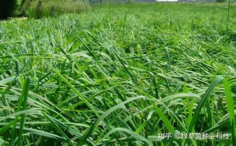 荒坡林下放牧为什么都会用鸭茅耐牧性强种一次可利用10年 知乎