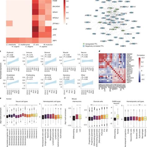 Inference Of Gene Regulation During Cell Fate Decisions Across