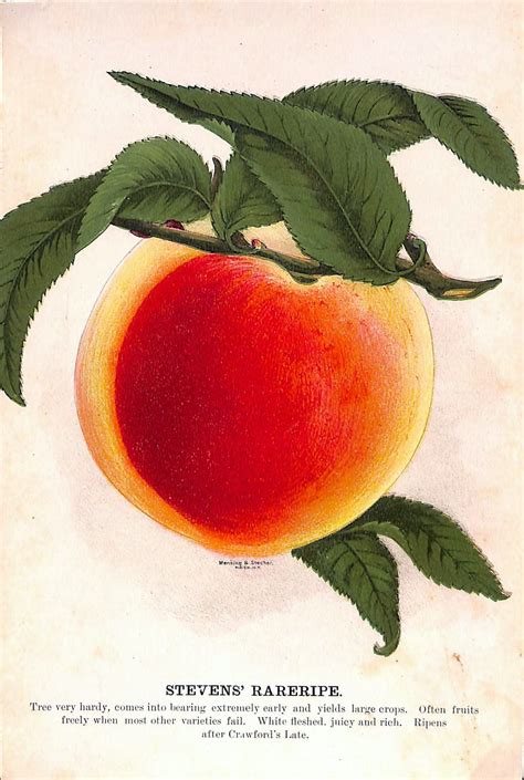 Peaches Stevens Rareripe Peach Antique Fruit Print 1896 Matted 11 X 14
