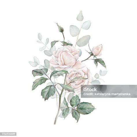 흰 장미 유칼립투스 수채화 그림 손으로 그린 고립 된 흰색 배경 꽃 클립 아트 꽃다발 화 환 준비 대 청첩장 기념일 생일 엽서에