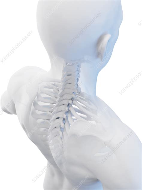 Male Skeletal System Illustration Stock Image F0383602 Science