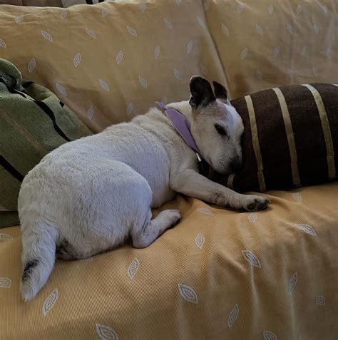 ΣΑΖΑ Υιοθεσίες αδέσποτων ζώων Αλίμου ΡΟΥΝΤΥ Ο Ρούντυ ένας πανέμορφος πιτμπουλάκος μόλις ενός