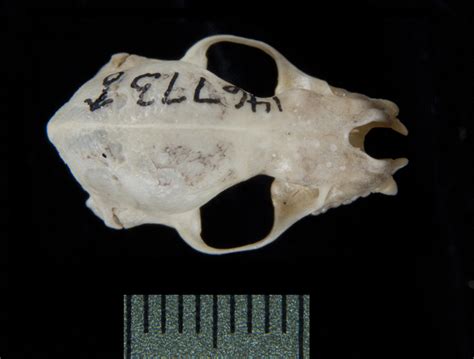 Adw Antrozous Pallidus Specimens