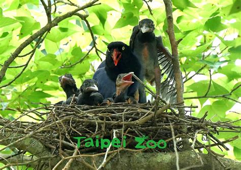 臺北市立動物園 新聞稿 臺灣藍鵲認真育幼～小心頭頂勿闖禁區