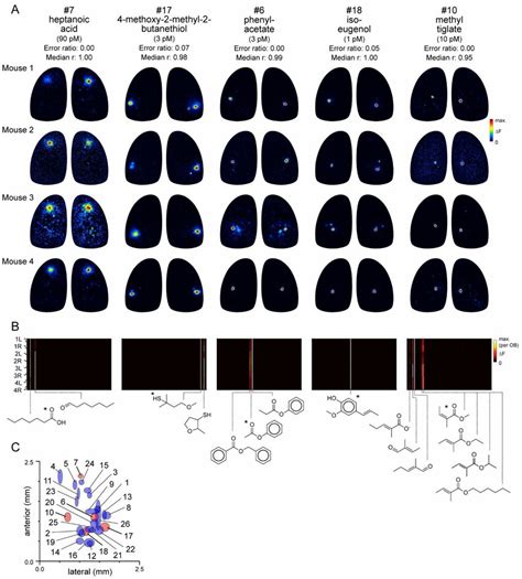 Functional Identification Of Glomeruli Using Singular Activation By Download Scientific Diagram
