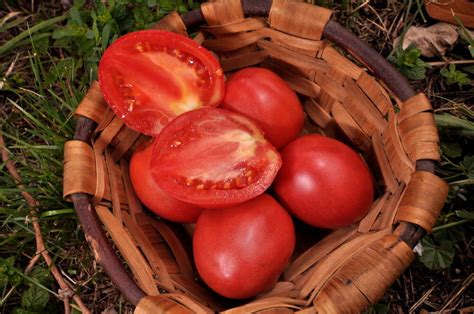 Heirloom Grushovka Tomatoes Organic Seeds